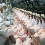 Home - Bird in Hand Farms